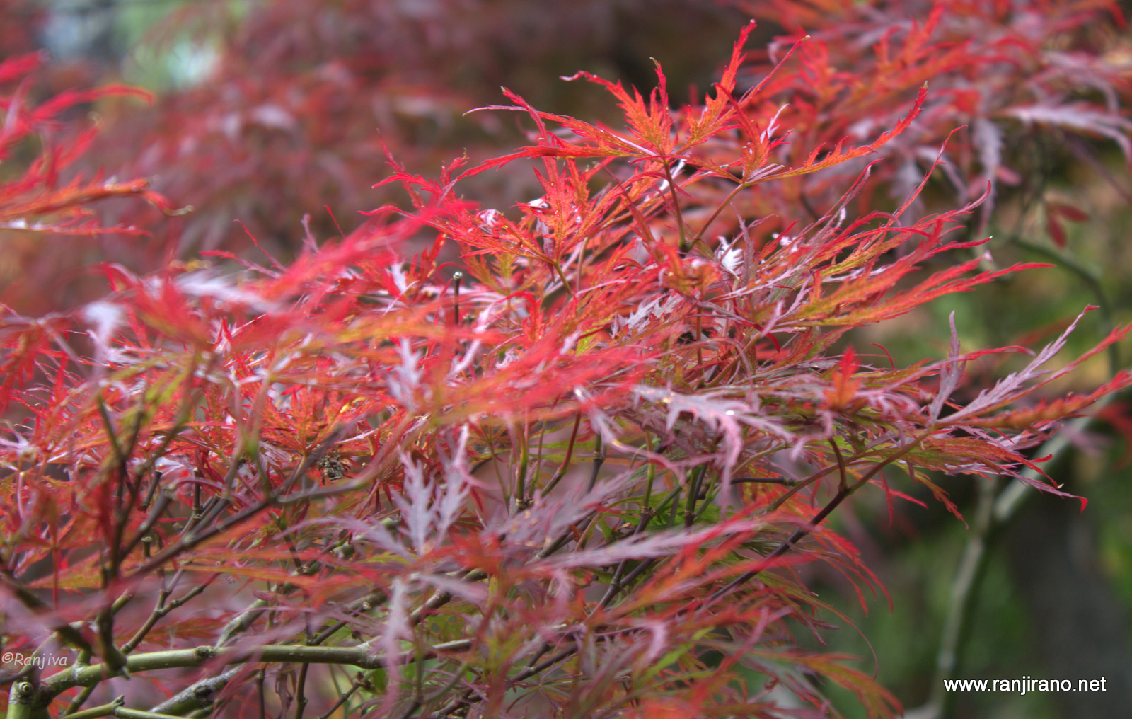 Elégant et magnifique, aux couleurs flamboyantes [Erable de japon ...