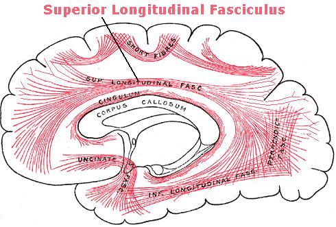 Science, Natural Phenomena & Medicine: Superior Longitudinal Fasciculus