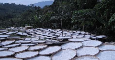 Mengatasi Limbah Cair Industri Tapioka - AGROTEKNO LAB