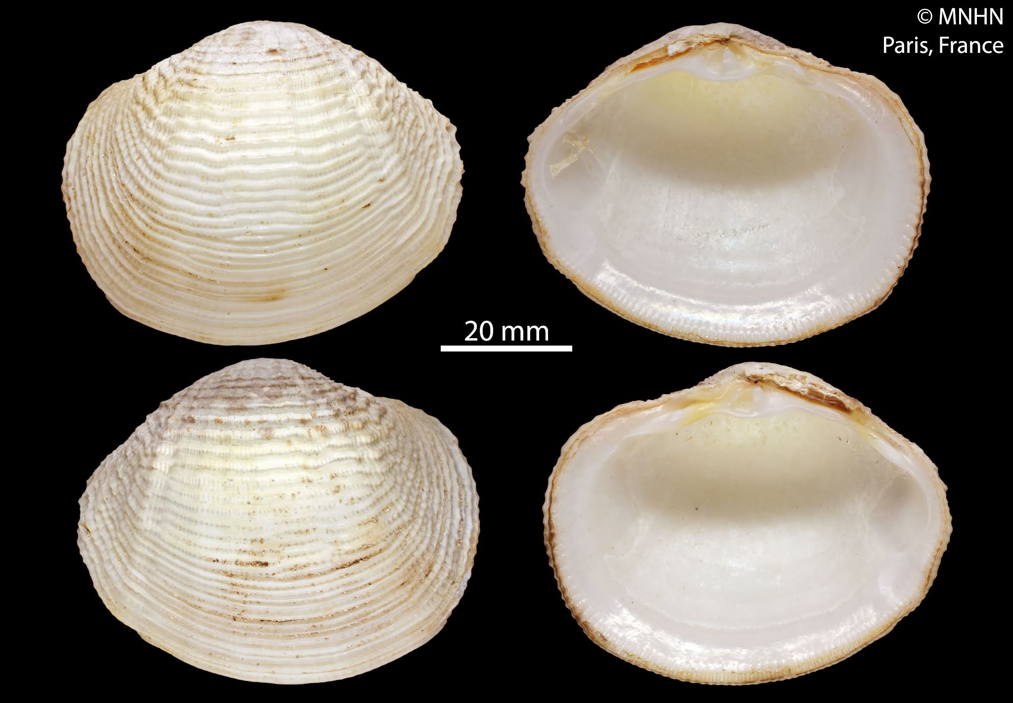 Variety of Life: Lucinidae