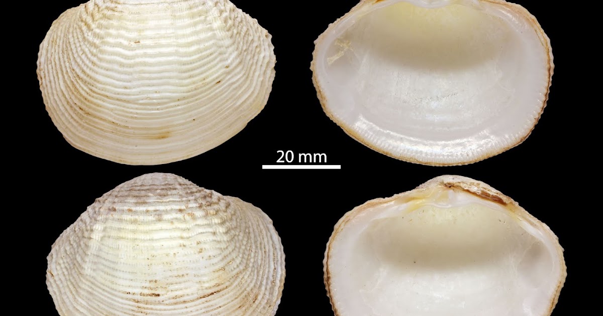 Variety of Life: Lucinidae