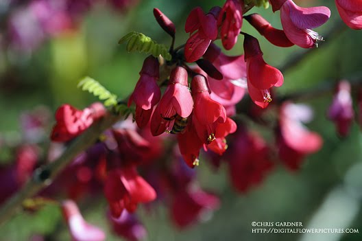 Digital Flower Pictures.com: Rattlebox