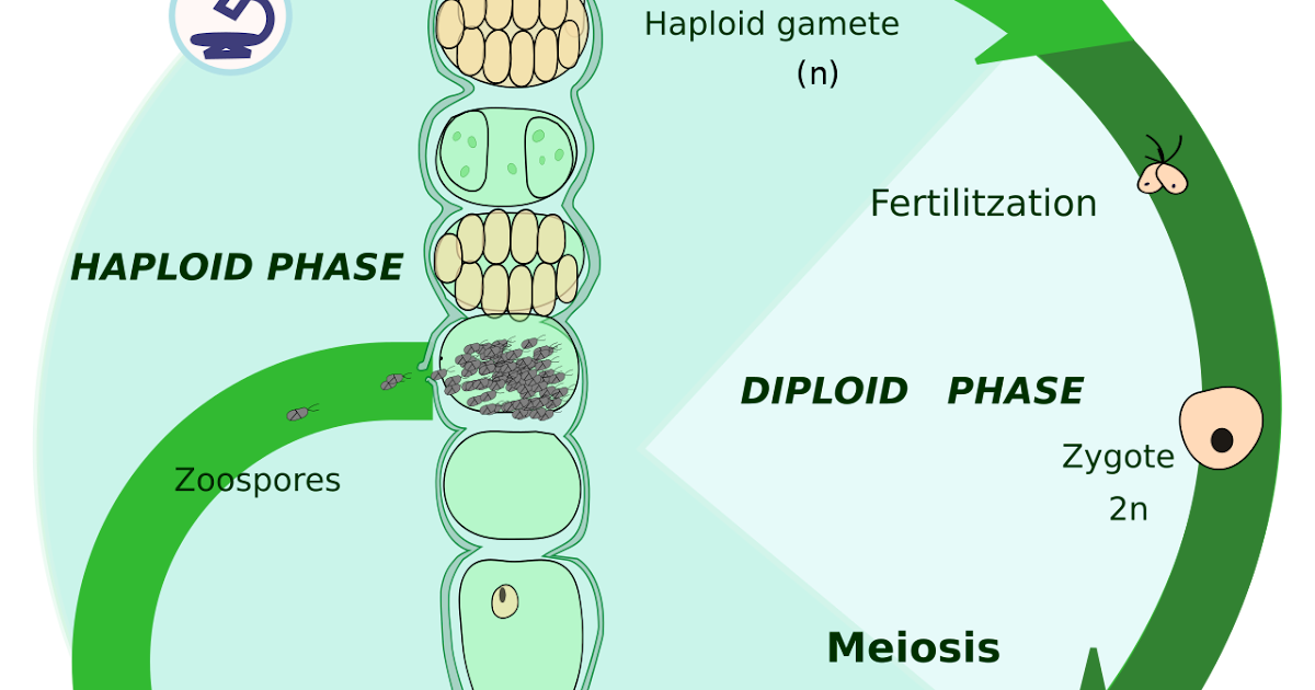Biological Sciencess