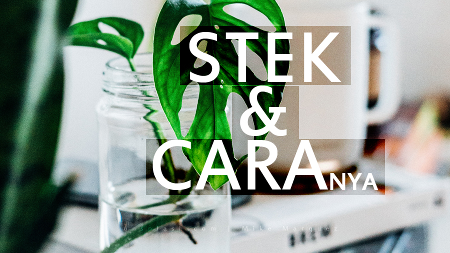 Pengertian Stek dan Cara Stek Tanaman - Tanam Ternak ala Rumahan