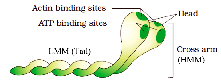 Locomotion and Movement - Notes | Class 11 | Part 1: Human Muscular System