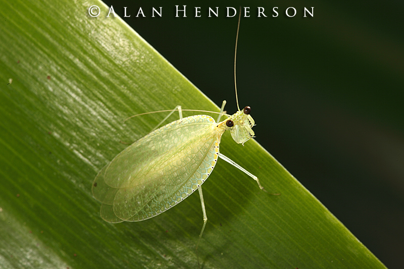 Minibeast Wildlife - Rainforest Encounters: Net-winged Mantids