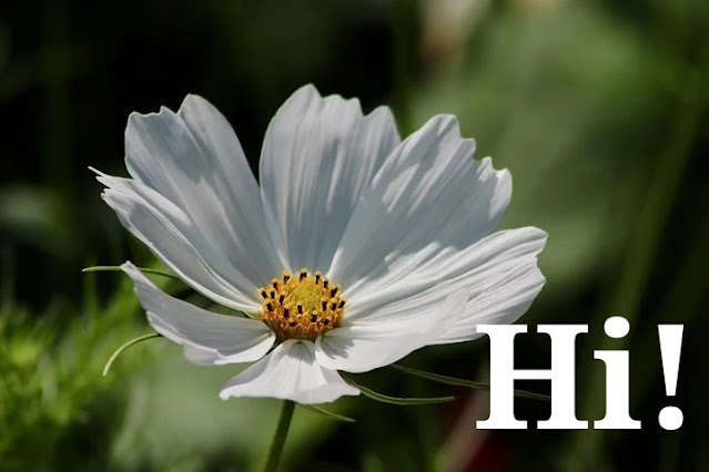 Top 10 Hi Images, Photos, Pictures, Greetings for WhatsApp - Good Morning