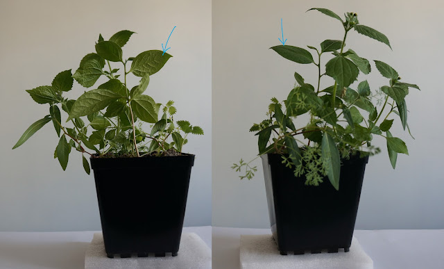 DIOSPYROS KAKI / PERSIMONAS / RYTINIS JUO