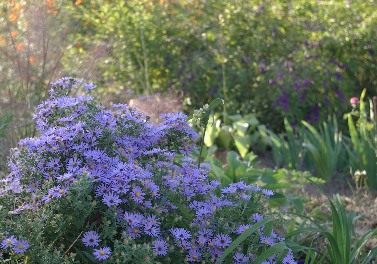 sweetbay: Aromatic Aster