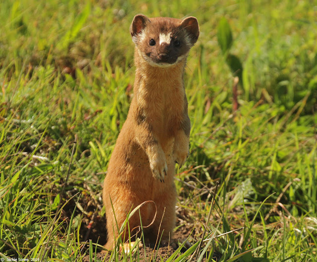 The Natural History of Bodega Head: I've seen flying squirrels, but...