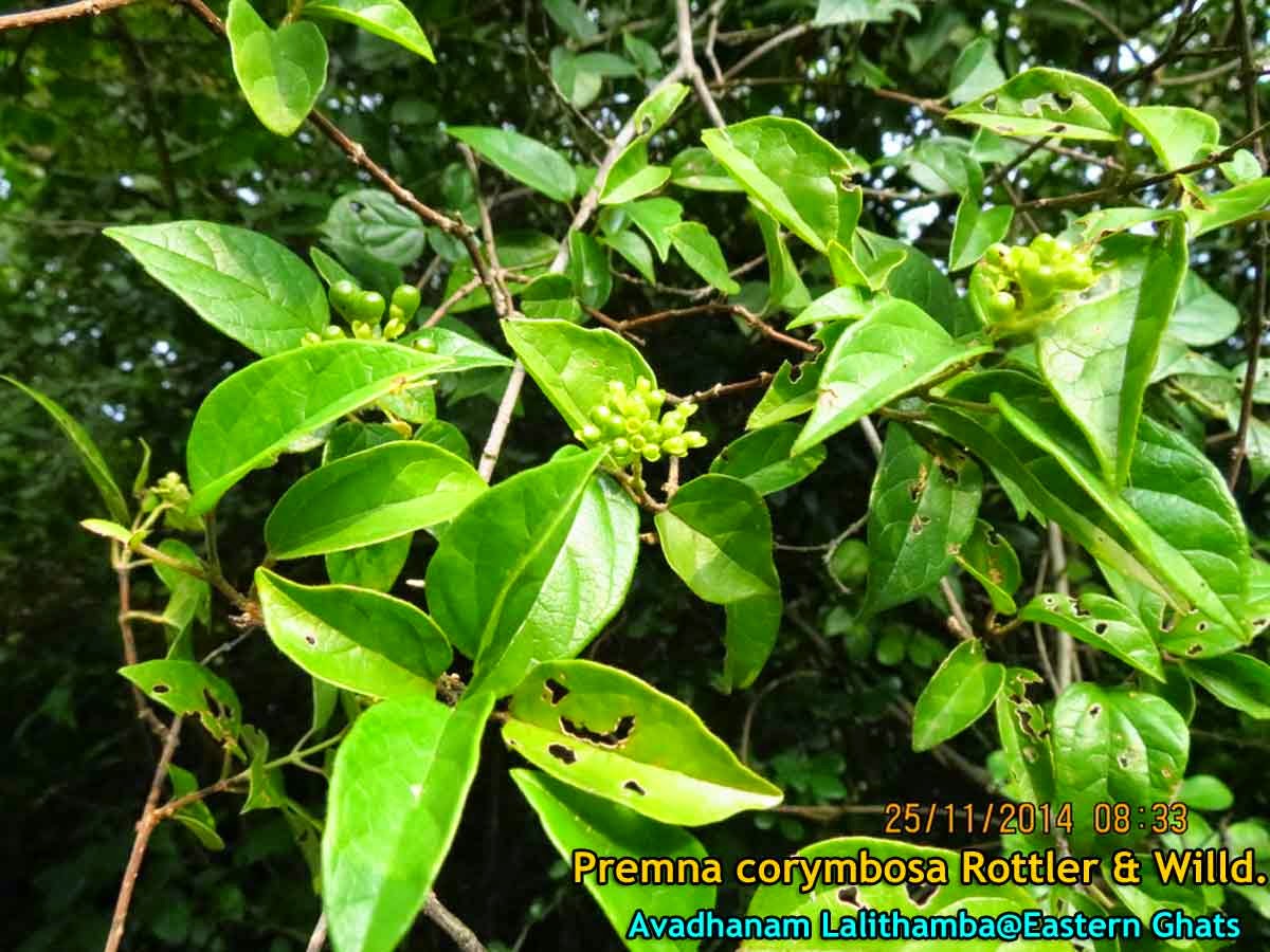 Medicinal Plants: Premna corymbosa