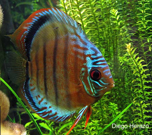 Angela Agudelo: Pez Disco Verde