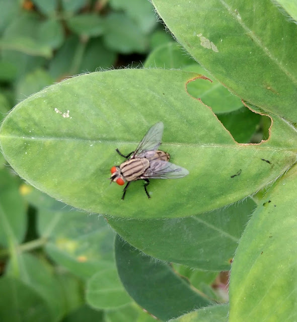 ID BuDDy: ENTOMOLOGY :- Insect Pests of Field Crops and their Management