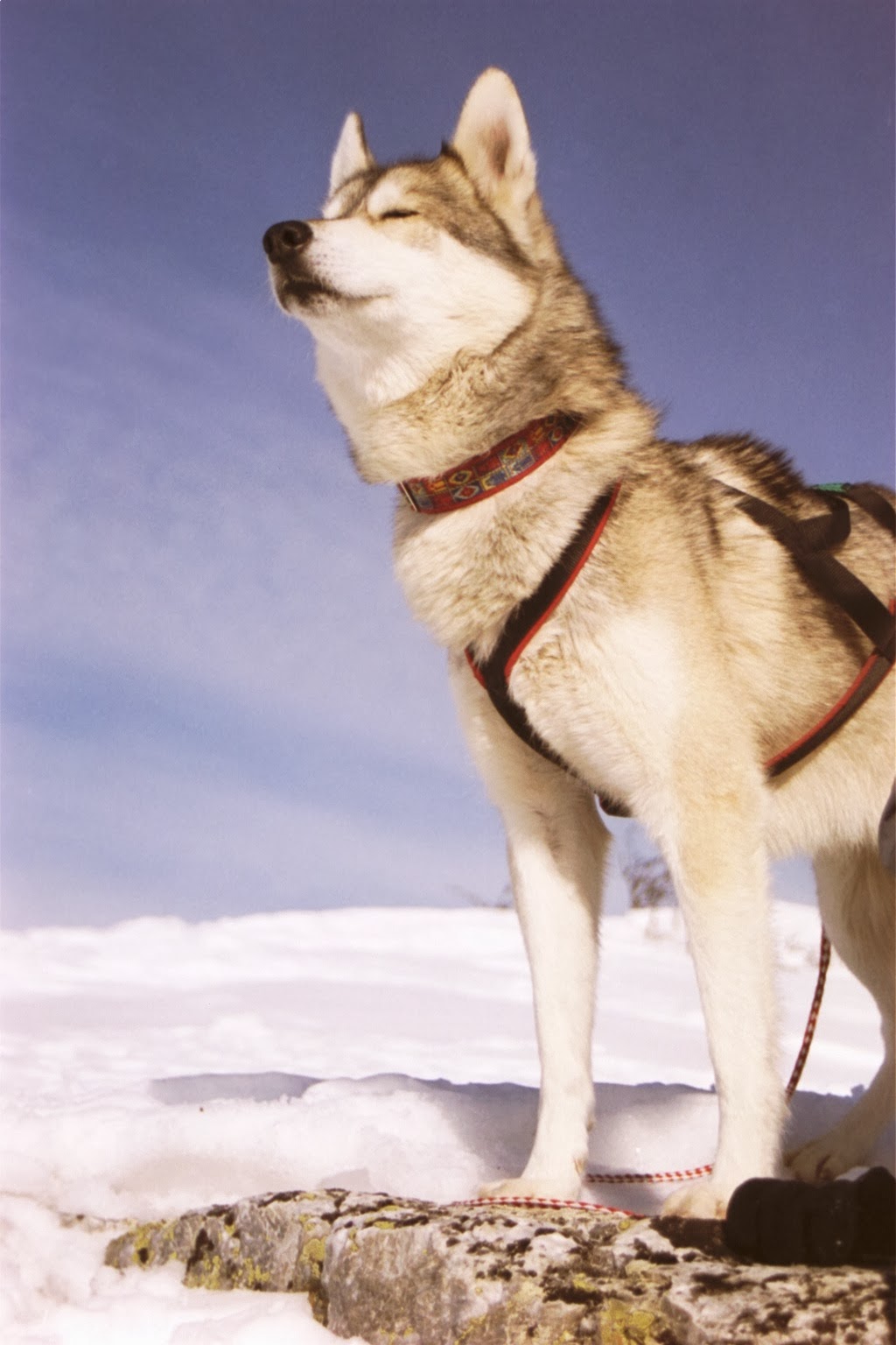 De avonturen van de husky heren: Herinneringen aan Chenak en Janouk - Boos!