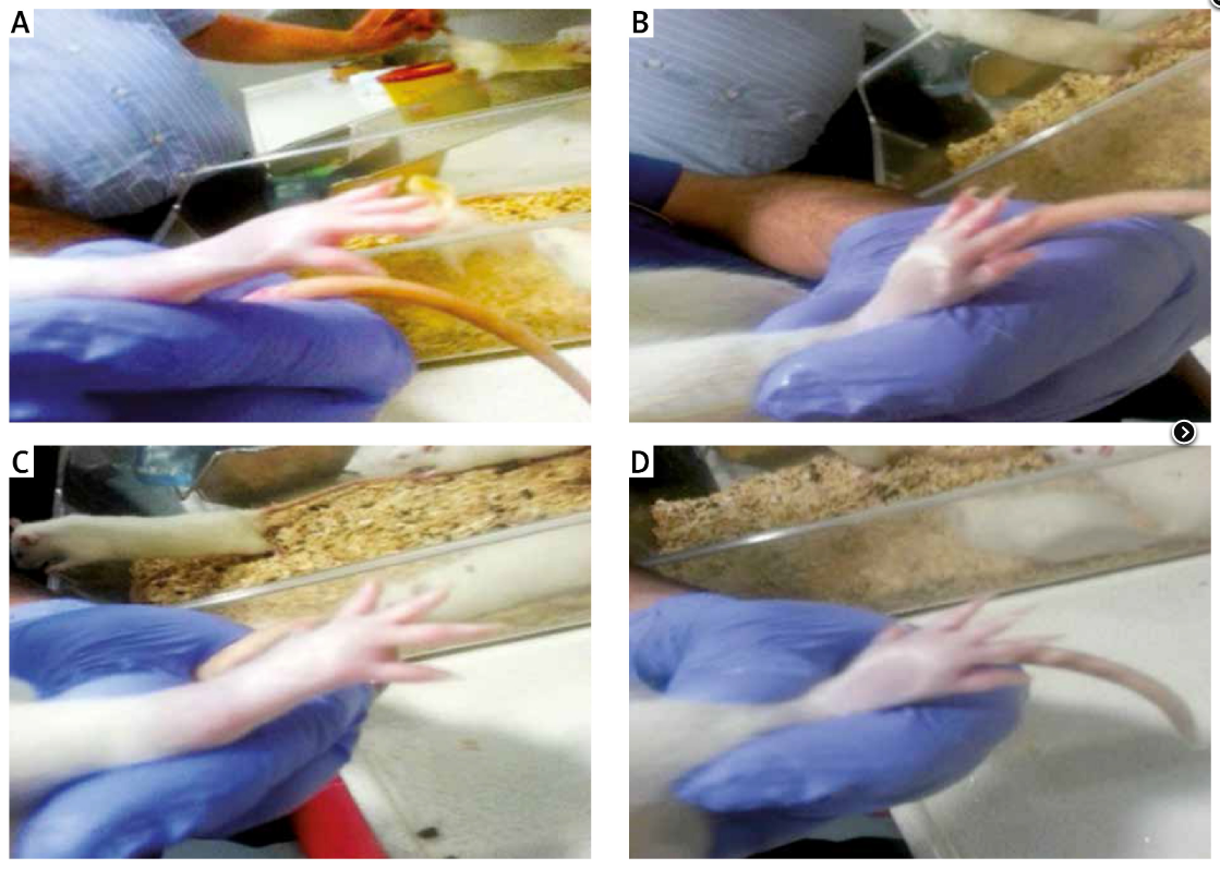 Apitherapy News: Bee Venom May Help Treat Arthritis (Osteoarthritis ...