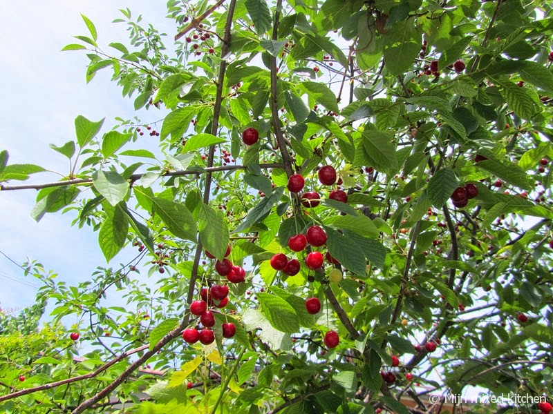 Mijn mixed kitchen: Vişne (Turkse zure kers/morellen)