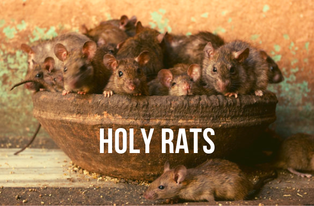 Story of Holy Rats Temple in Bikaner - BLOGratify