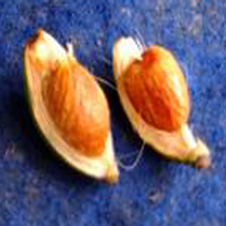 Biji dan Serabut Buah Pinang