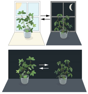 Cara Kerja Jam Biologis Secara Biologi Molekuler - Biologizone