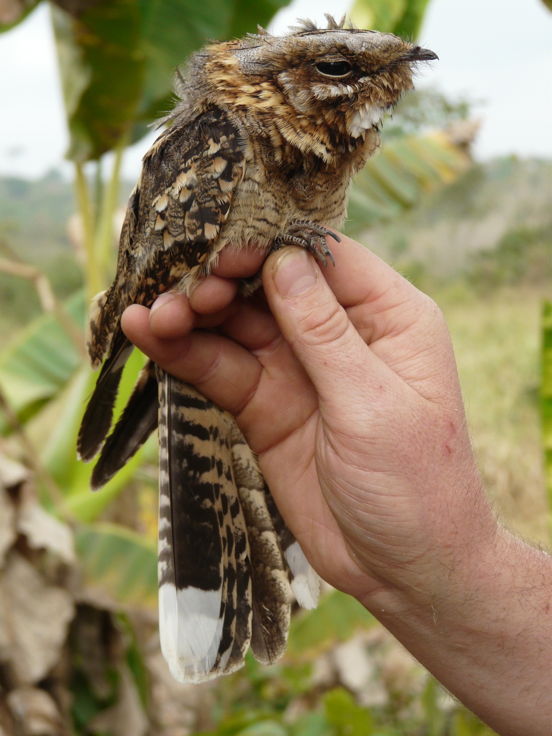 Migrant birds in Africa: 11 -17 February: A second bird with a geolocator!