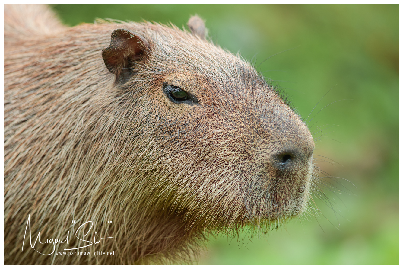 Featured species: Lesser Capybara (Hydrochoerus isthmius)