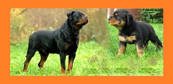 Кучета - домашни любимци: Ротвайлер (Rottweiler) - служебна порода куче ...