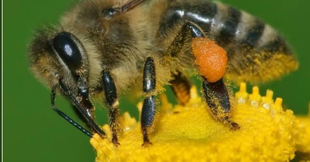 Physical characteristics of Honey bee