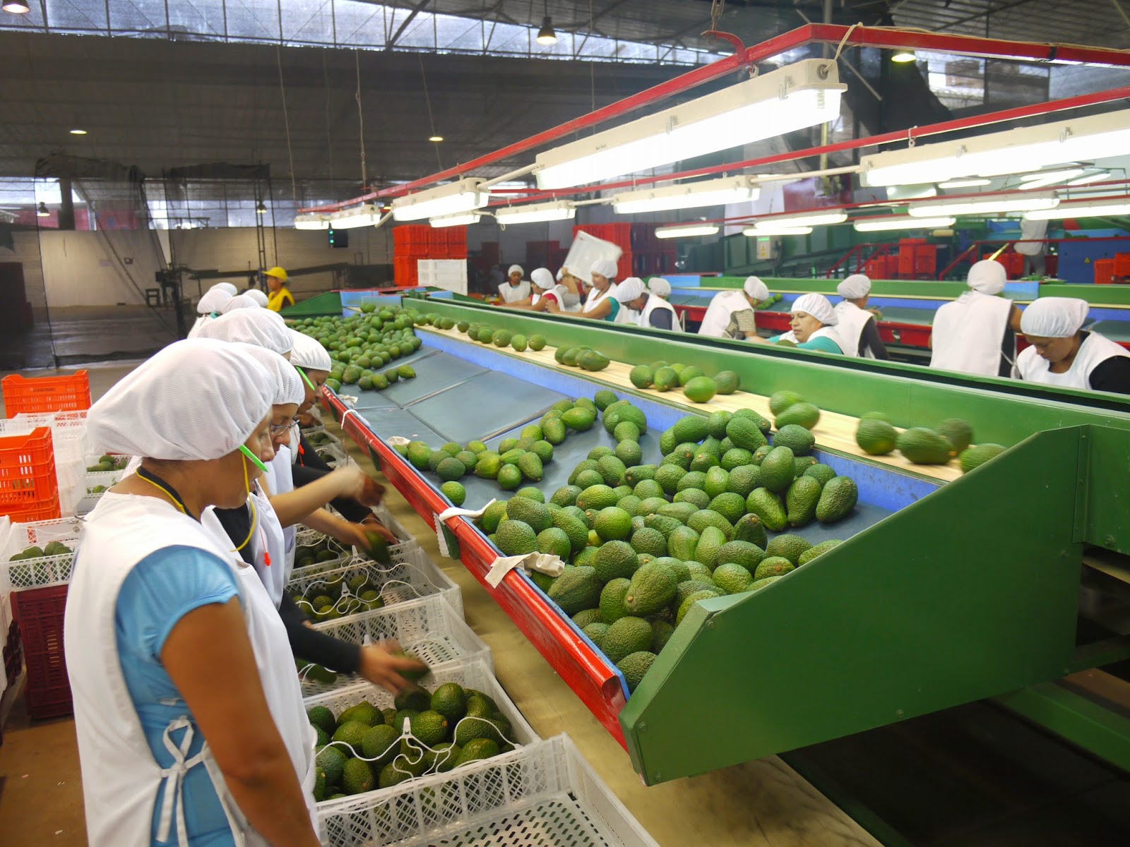 Agroexportaciones llegarán a US$ 2,100 millones en el 2015 « INFOSENASA
