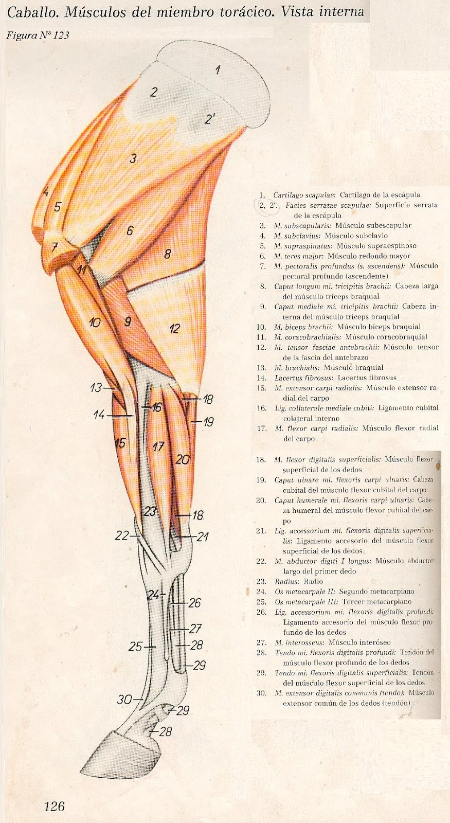 Anatomia Veterinaria: Imágenes del Popesko de Miembro Torácico (Eq.)