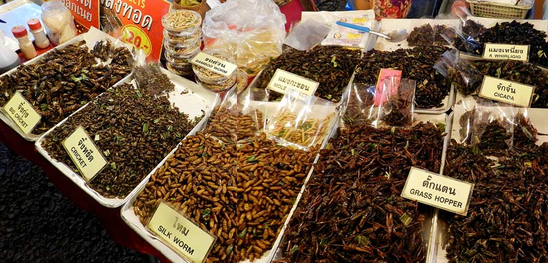 Edible Insects! Eating Crickets, Grasshoppers, Silk Worms and many more ...