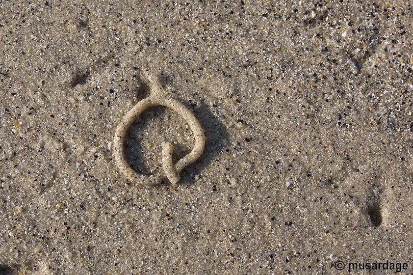 L'arénicole des pêcheurs. | Musardage du côté de Trégunc