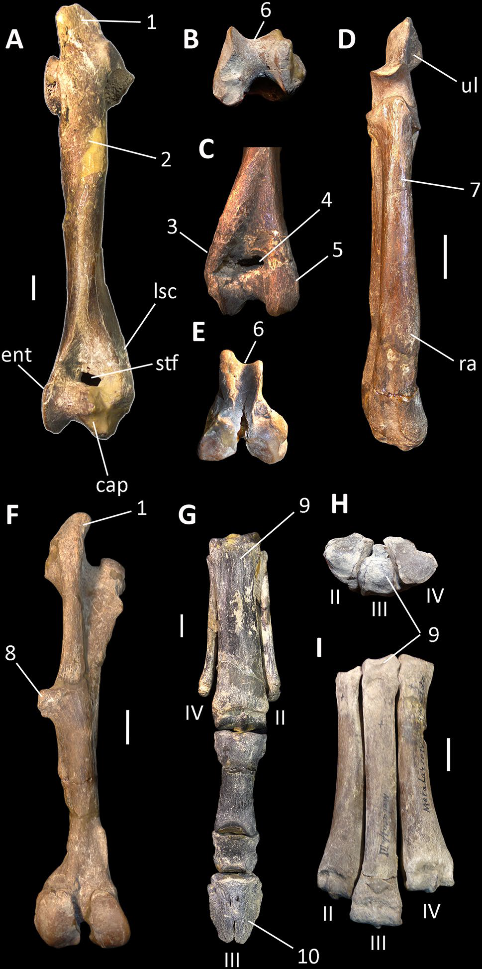 Sciency Thoughts: Exploring the relationship between Litopterns and ...