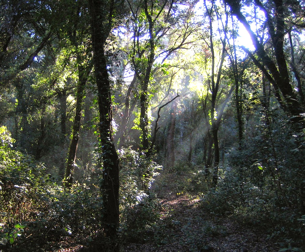 CAN CATA NATURA: "ELS BANYS DE BOSC"