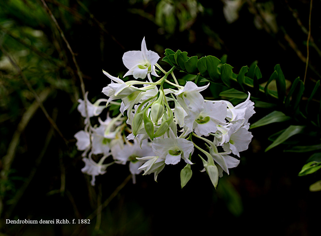 Dendrobium dearei care and culture | Travaldo's blog