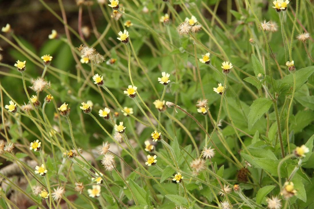 Amor Seco - Bidens pilosa