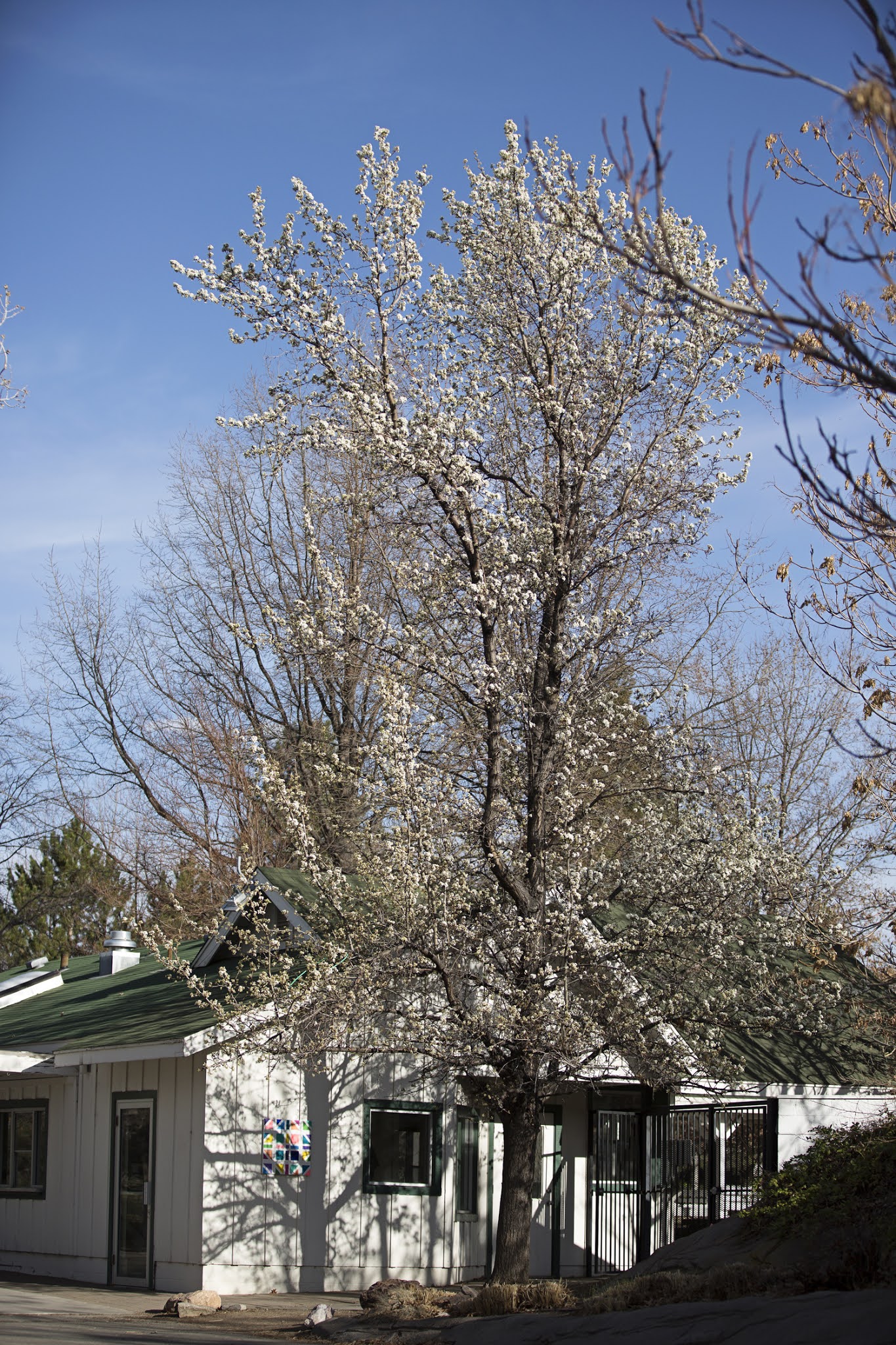 Loving Reno: Rancho San Rafael Regional Park in Reno, NV - Wilbur D ...
