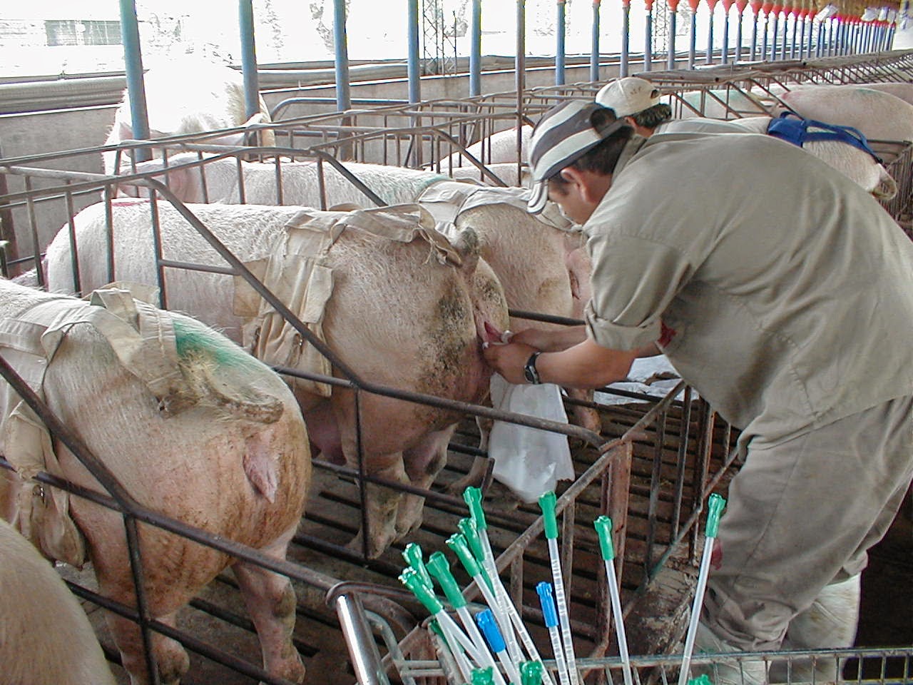 INSEMINACIÓN ARTIFICIAL EN CERDAS