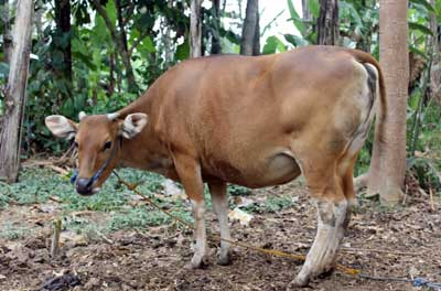 Teknik dan Cara Inseminasi Buatan Dan Deteksi Birahi Yang Tepat | 1001 ...