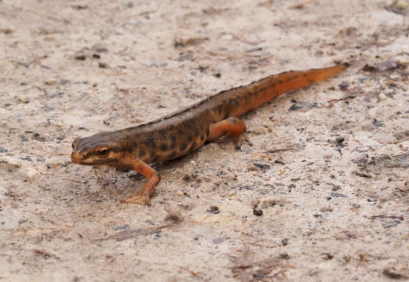 TropicBirdArt Blog from Holt: 20170130 Smooth Newt & Woodcock RSPB ...