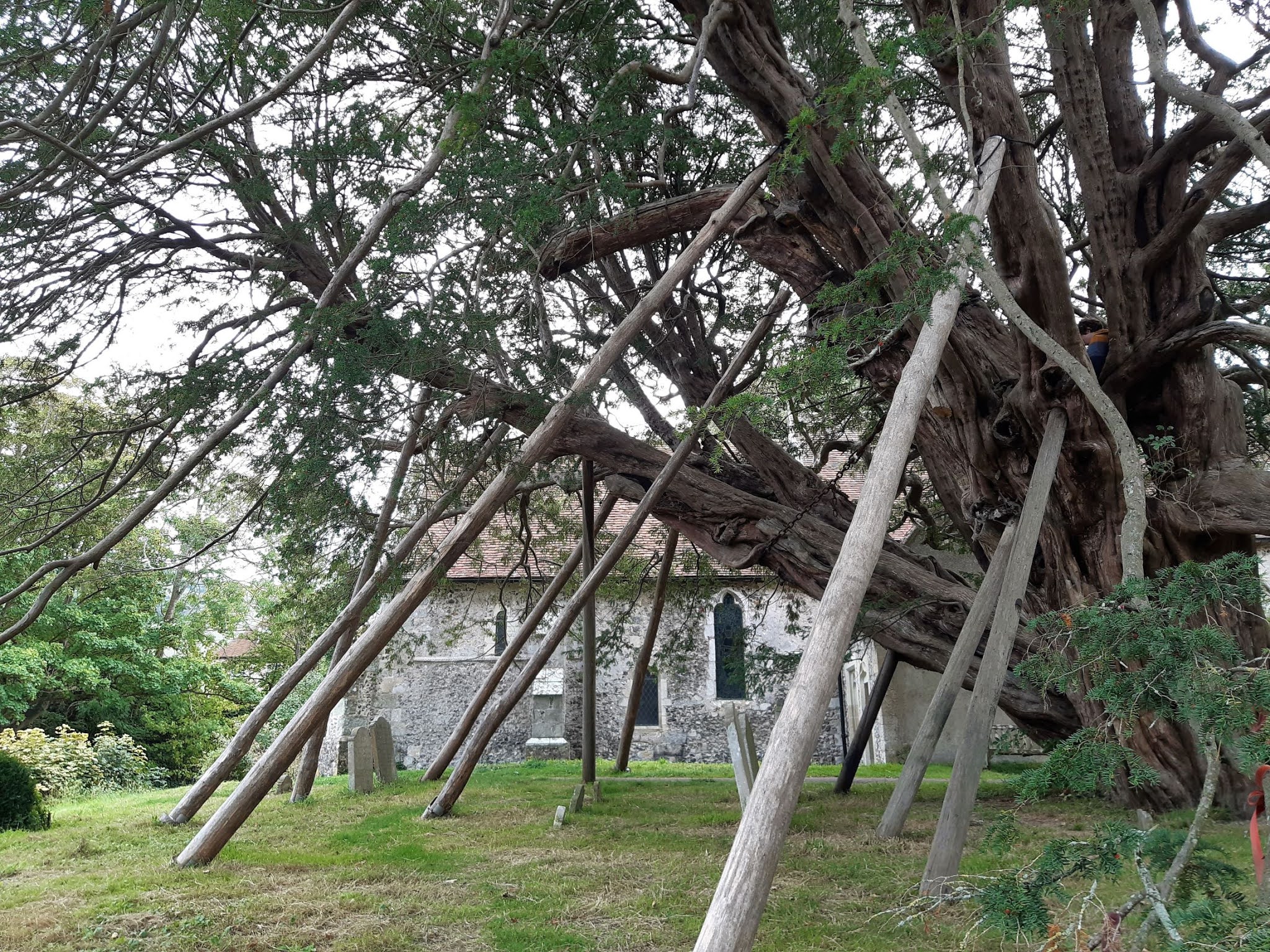 Deborah Harvey : The Red Dress of Poetry ...: An ancient tree, a long ...