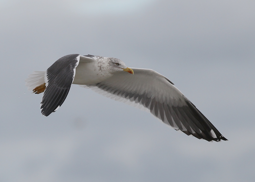 Richard Smith - Birdwatching Days Out: CASPIAN GULLS, sub adult and 2nd ...