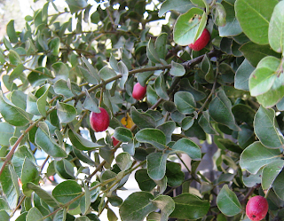 Revista Energía & Jardines: Ficha Técnica del peumo: y lo que dijeron ...