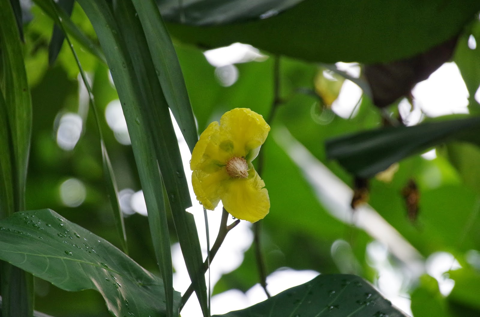 Trees and Plants: Simpoh Air