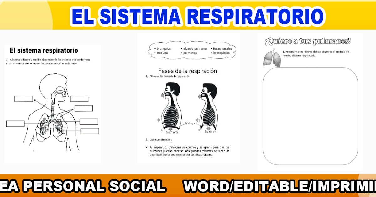 El Sistema Respiratorio ~ Recursos Educativos