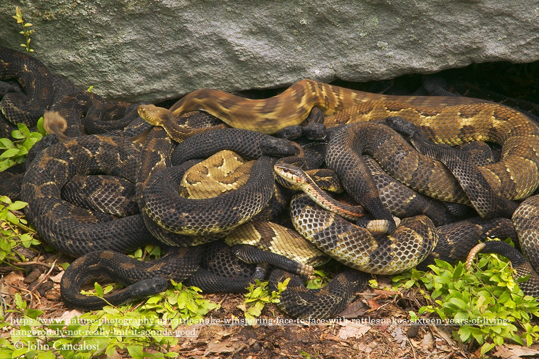 Waking Up on Turtle Island: An Indigenous Stone Snake Effigy Composed ...
