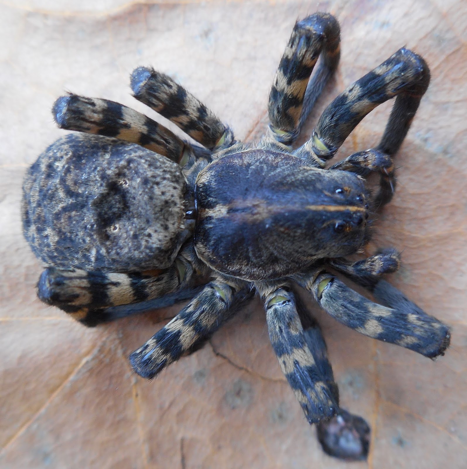 Hermit Musings: Big Fat Spider