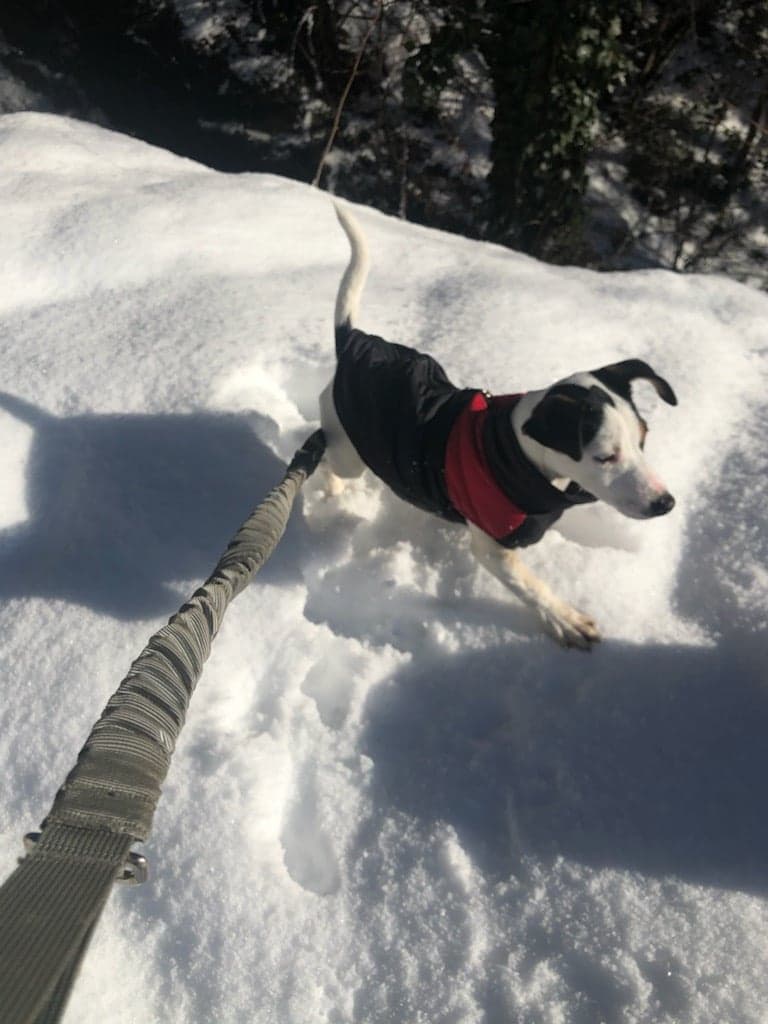education canine, école du chiot et agility près d' Annecy