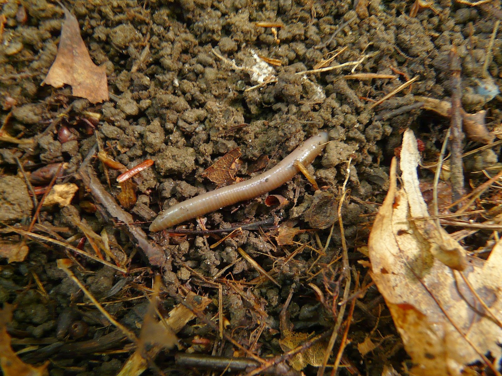 New England Forests: Global Worming