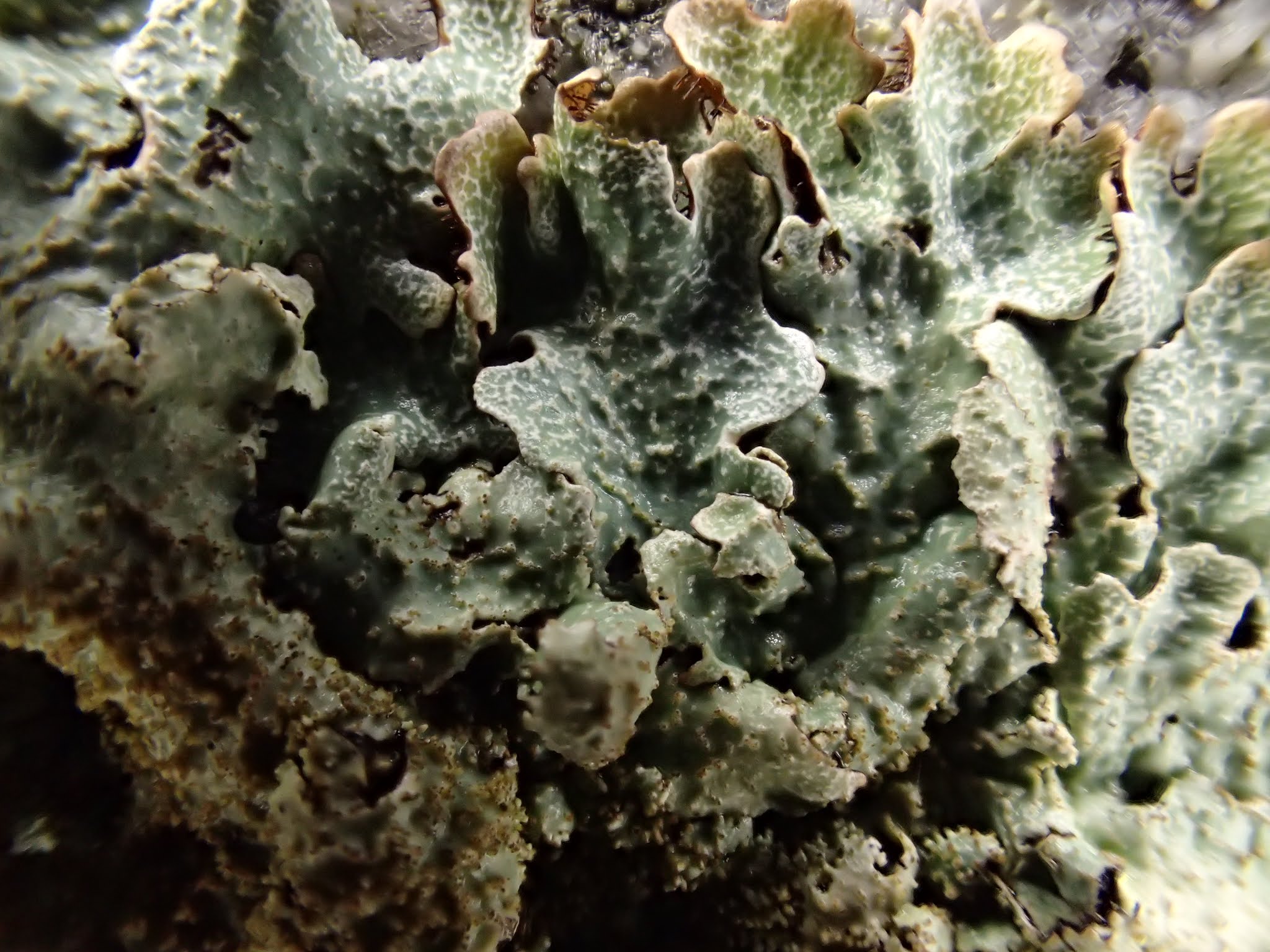The Rainforest Fund Project: Lichens of Low Bentham Churchyard - SD644692
