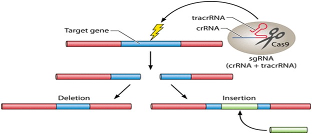 IEEE SB NITP: CRISPR-Cas9